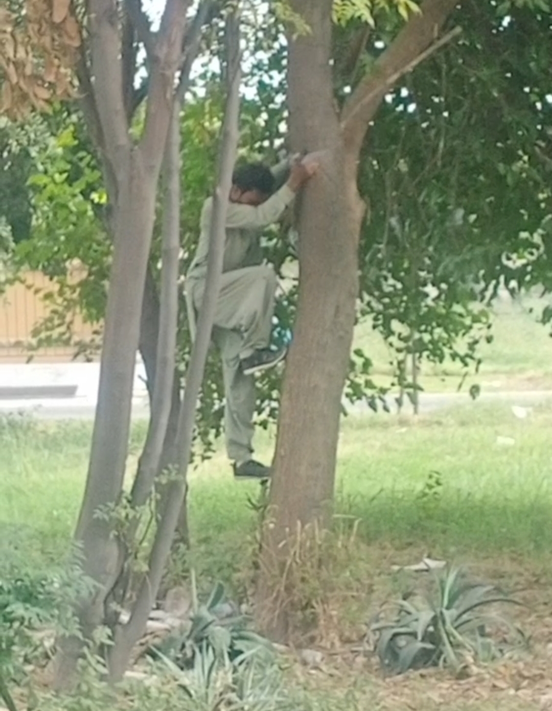 Law related to Tree Cutting as Crime and Protection of Trees - Khalid ...